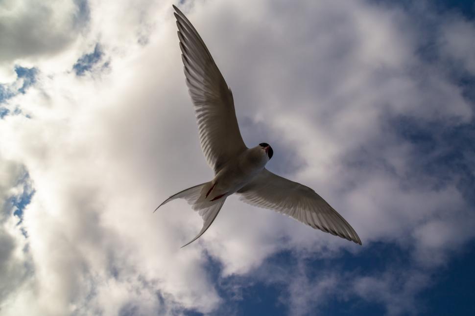 Free Stock Photo of A bird flying in the sky | Download Free Images and ...