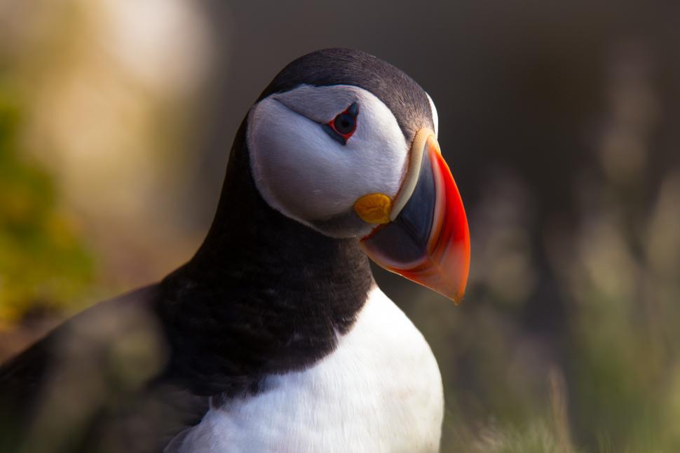 Free Stock Photo of A close up of a bird | Download Free Images and ...