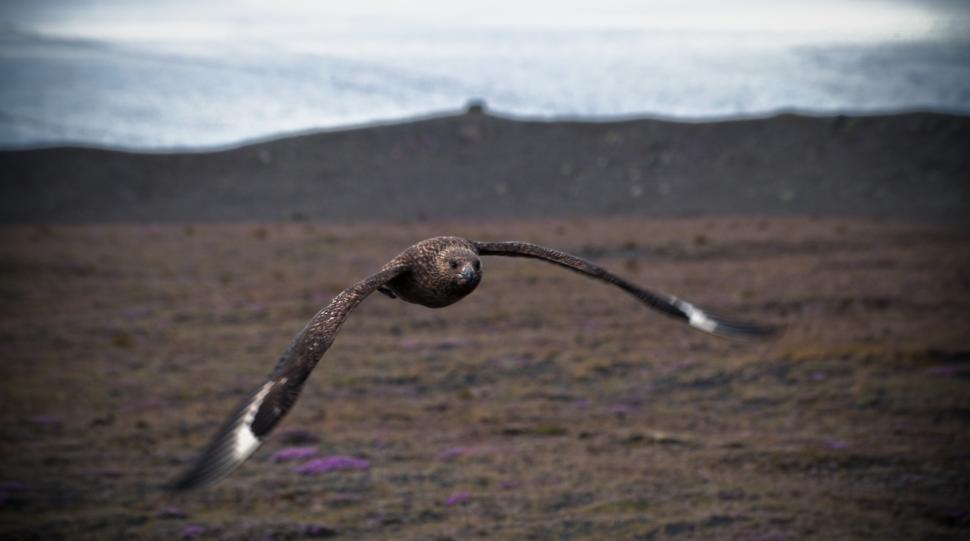 Free Stock Photo of A bird flying in the air | Download Free Images and ...