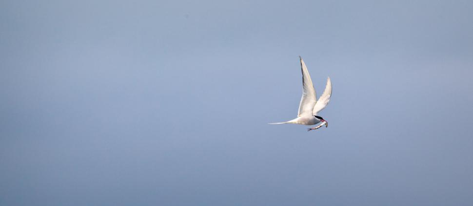 Wallpaper Birds Fish