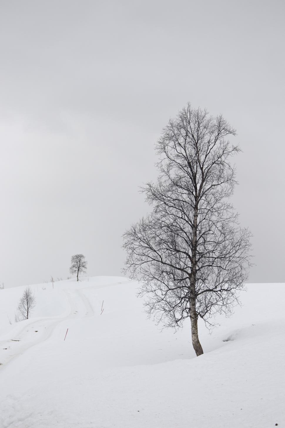 Free Stock Photo of A tree in a snowy landscape | Download Free Images ...