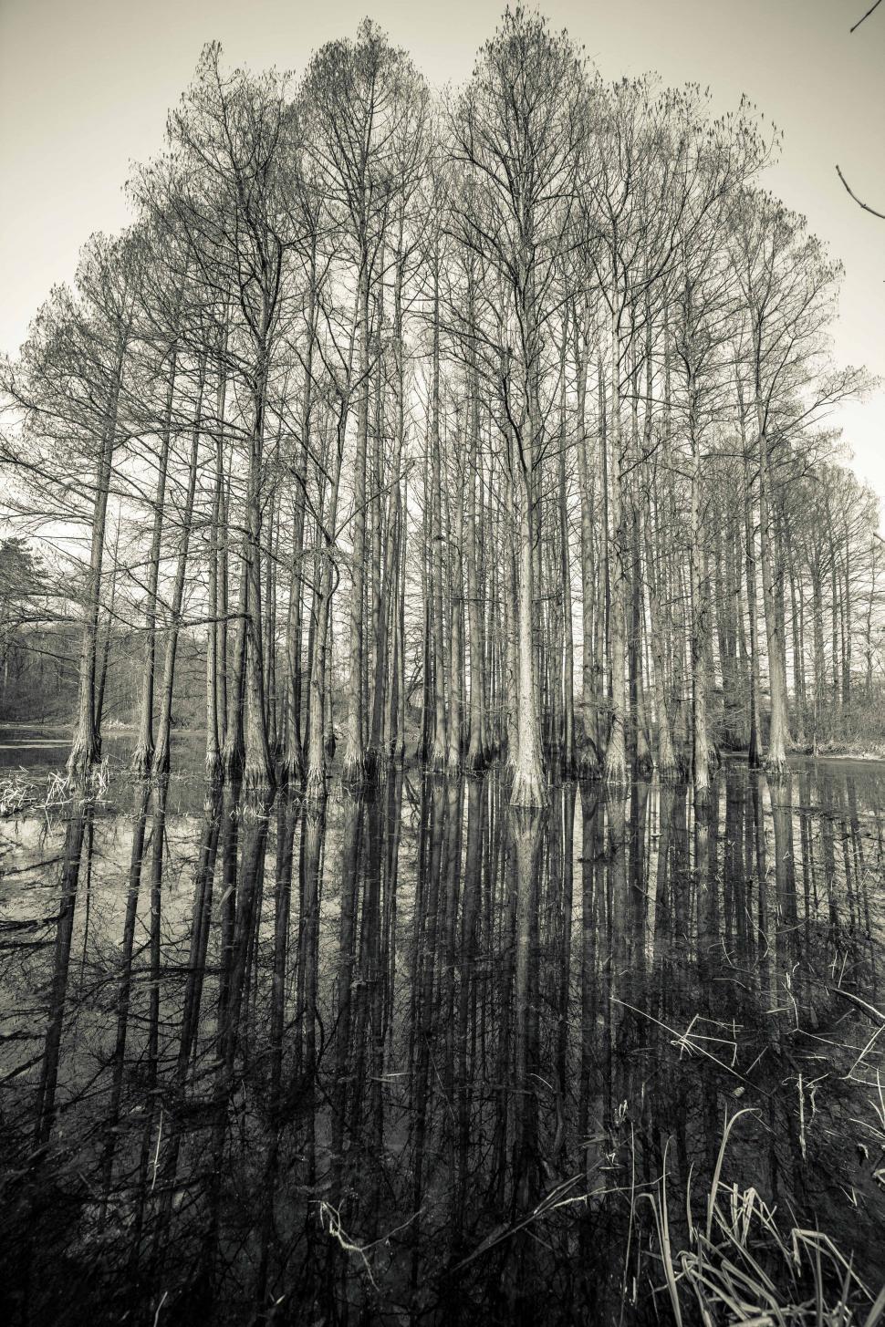 Free Stock Photo of A group of trees in a swamp | Download Free Images ...