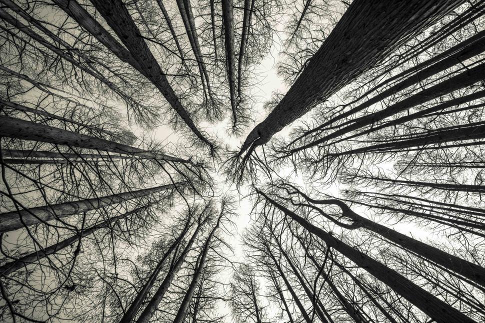 Free Stock Photo of Looking up view of trees in a forest | Download ...