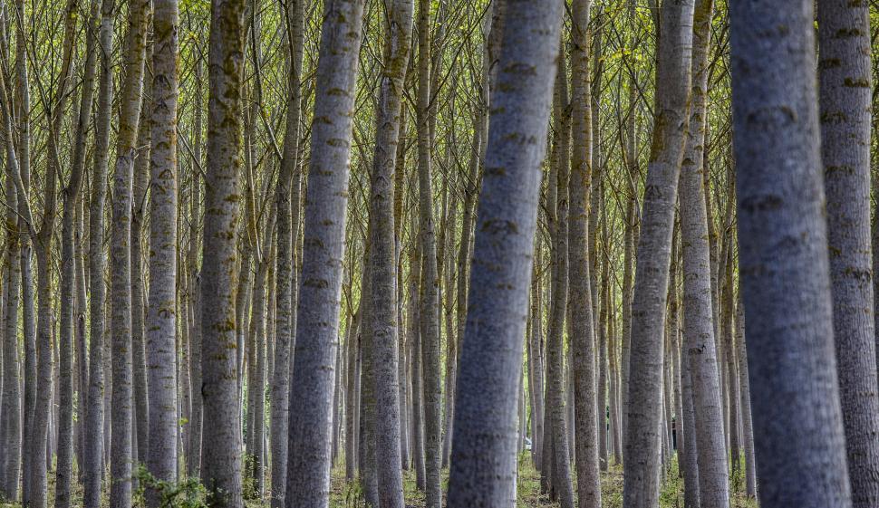 Free Stock Photo of A group of trees in a forest | Download Free Images ...