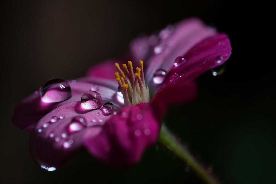 Free Stock Photo of A close up of a flower | Download Free Images and ...