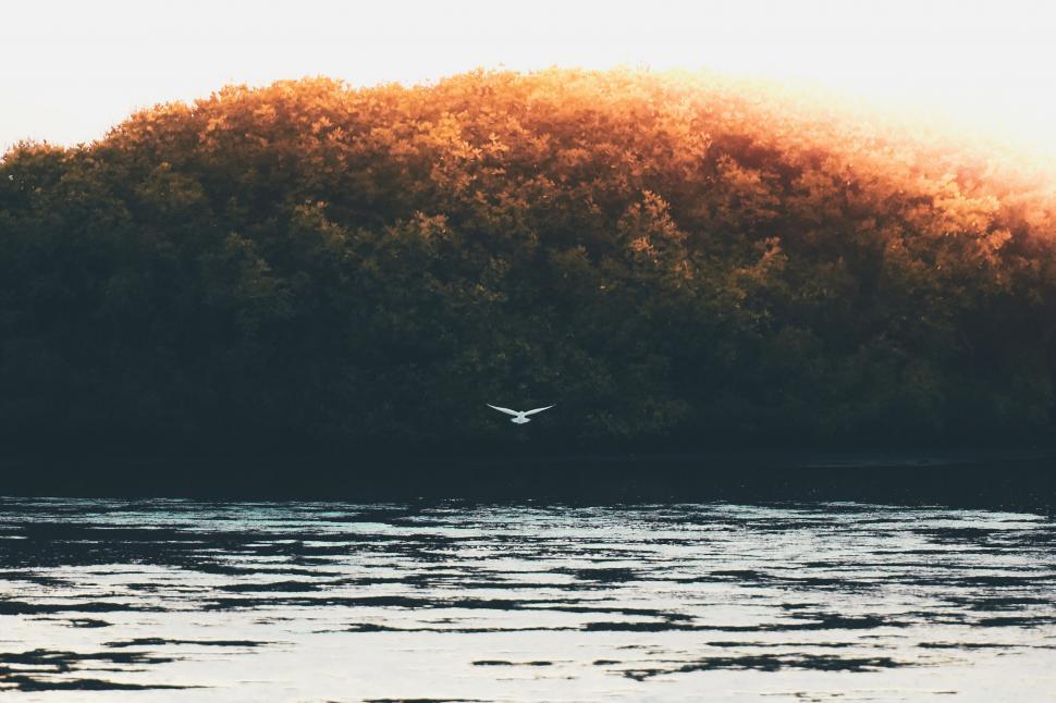 Free Stock Photo of A bird flying over water | Download Free Images and ...