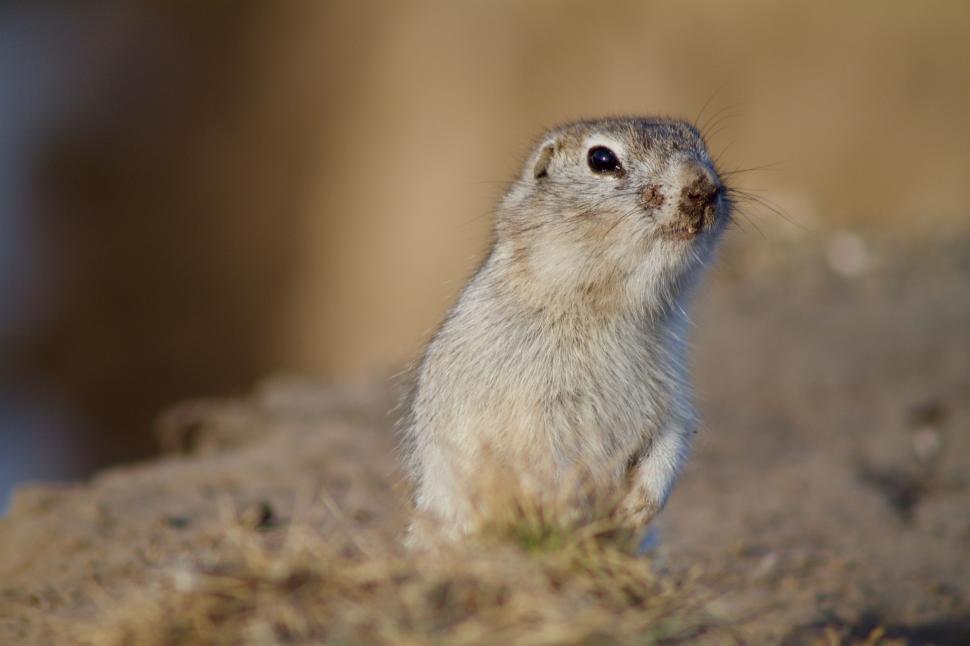 Free Stock Photo of A small furry animal standing in the grass ...