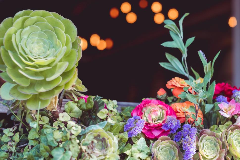 Free Stock Photo of A group of colorful flowers | Download Free Images ...