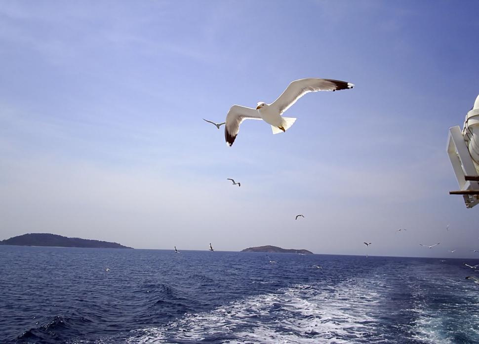 Free Stock Photo of Flying Seagulls | Download Free Images and Free ...
