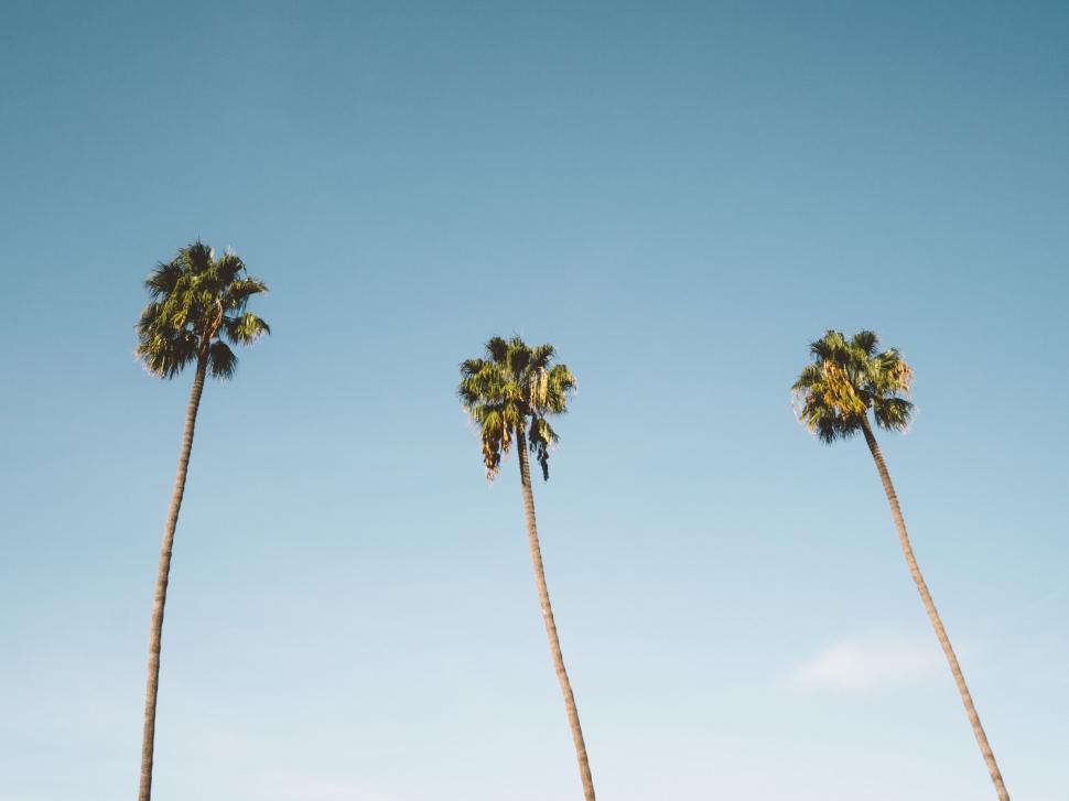 Free Stock Photo of A group of palm trees | Download Free Images and ...