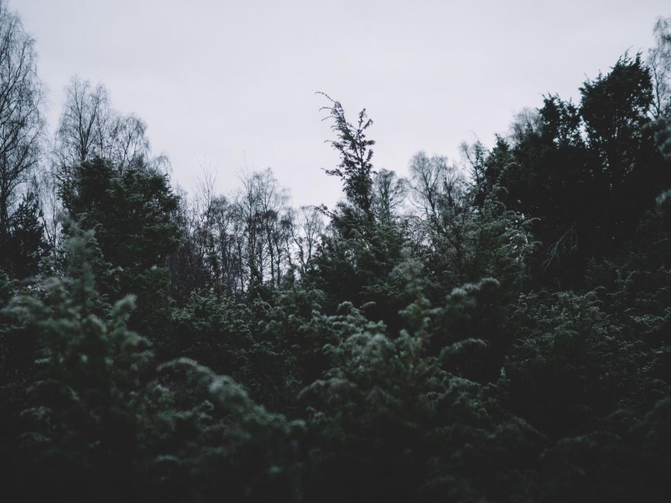 Free Stock Photo of A group of trees in a forest | Download Free Images ...