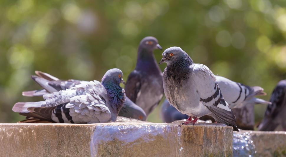 Free Stock Photo of A group of birds standing on a stone surface ...