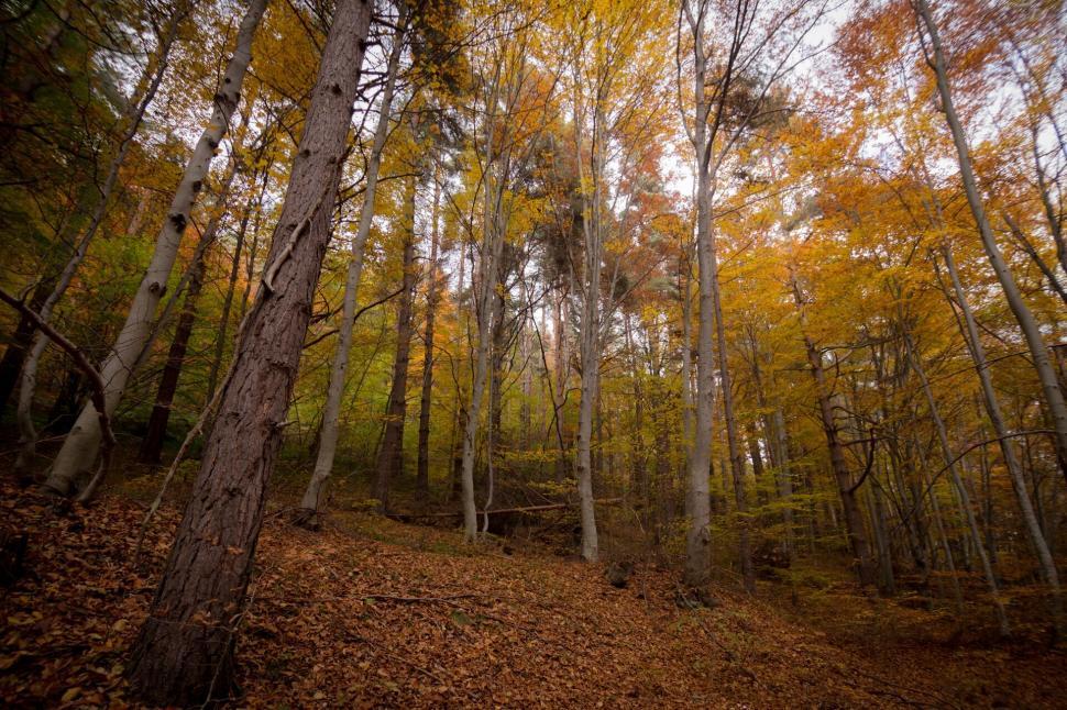 Free Stock Photo of A forest with many trees | Download Free Images and ...