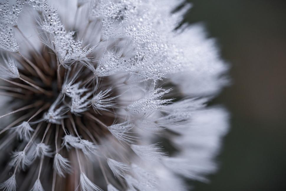 Free Stock Photo of A close up of a dandelion | Download Free Images ...