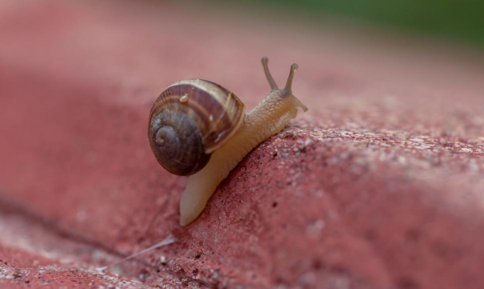 Free Stock Photo of A snail on a brick surface | Download Free Images ...