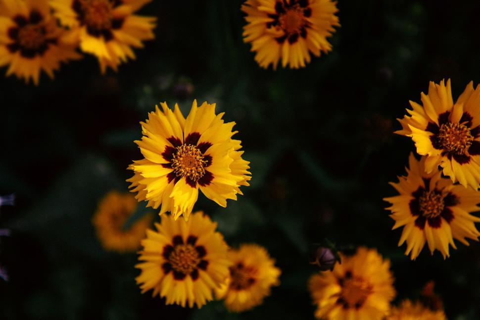 Free Stock Photo of A group of yellow flowers | Download Free Images ...