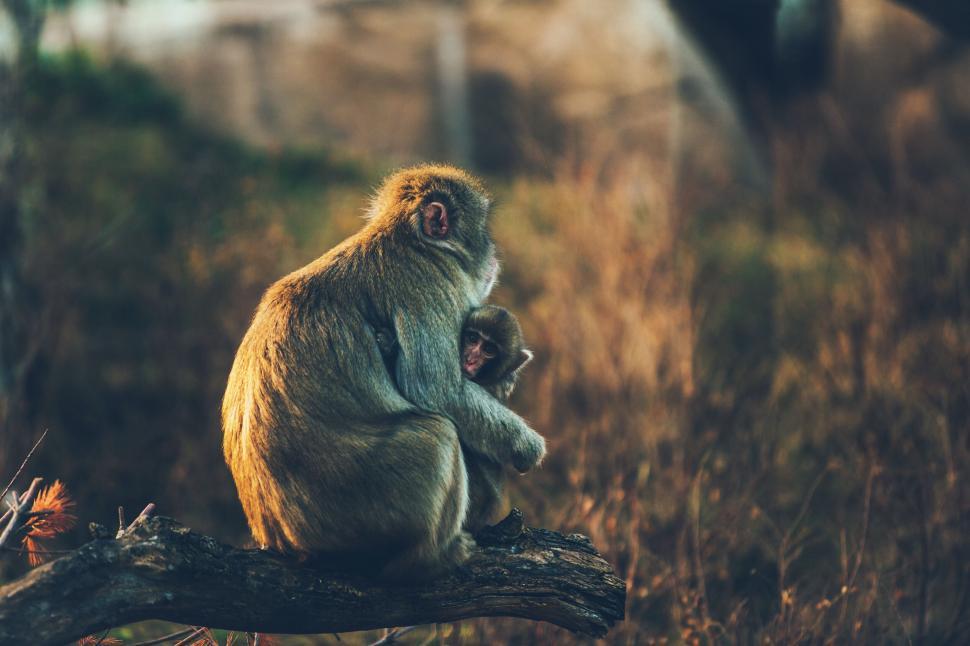 Free Stock Photo of A monkey hugging a baby monkey on a tree branch ...