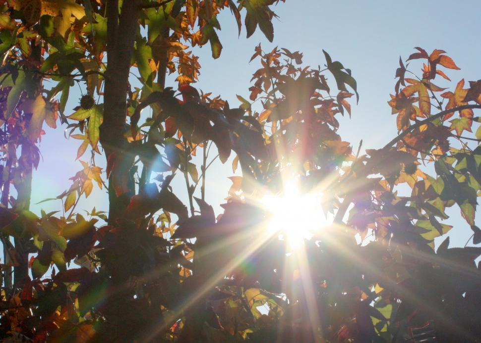Free Stock Photo of Sun Shining Through Tree Leaves | Download Free ...