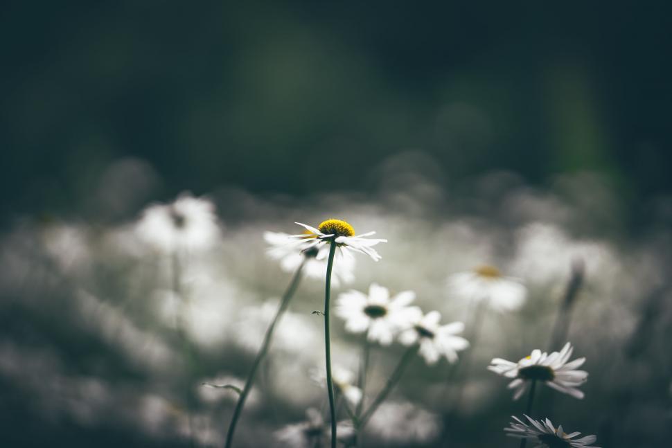 Free Stock Photo of Single daisy standing out in blurred field ...