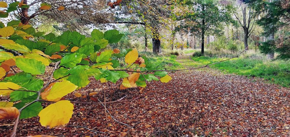 Free Stock Photo of Autumn leaves framing a forest pathway | Download ...