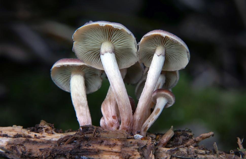 Free Stock Photo of Close-up of wild mushrooms in natural habitat ...