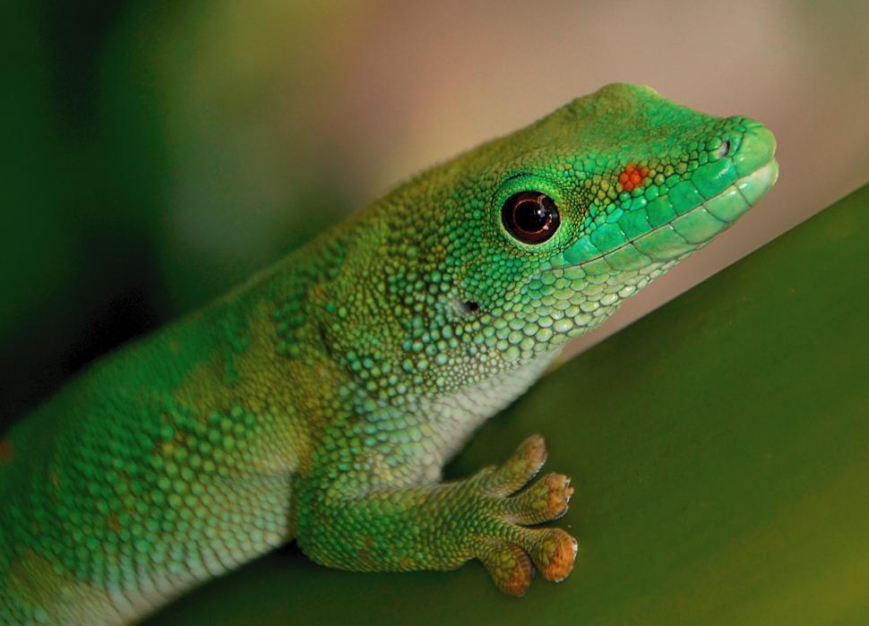 Free Stock Photo of Close-up of a green gecko with detailed skin ...