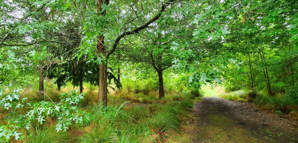 Free Stock Photo of Lush green pathway through dense forest | Download ...