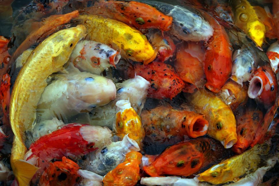 Free Stock Photo of Colorful koi fish swimming in crowded pond ...