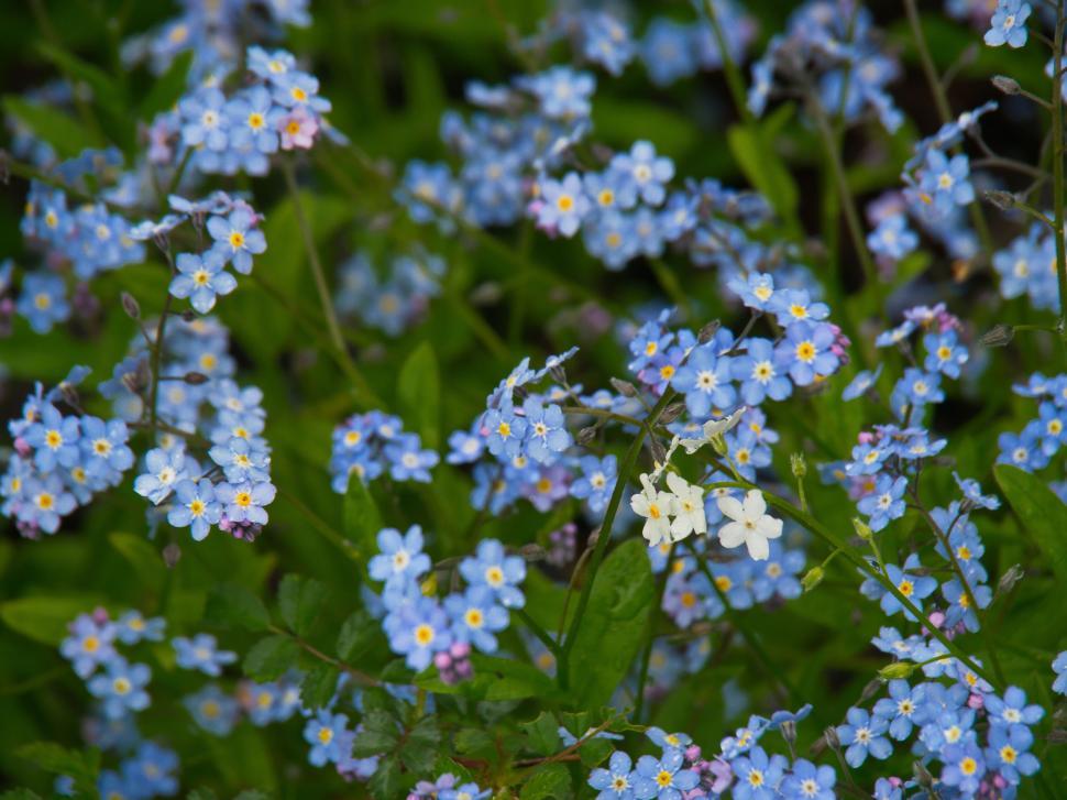 Free Stock Photo of Field of delicate forget-me-not flowers | Download ...