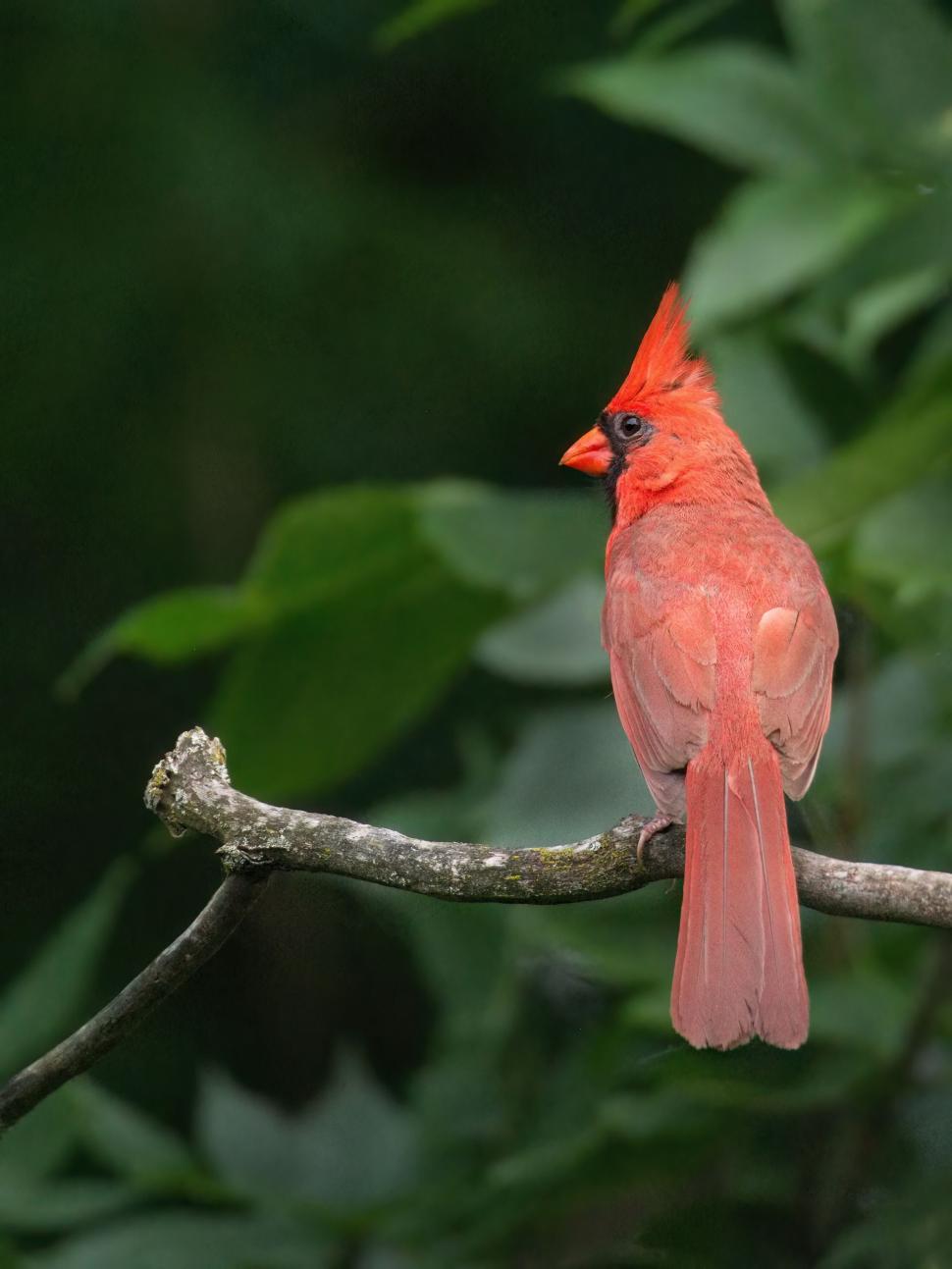 Free Stock Photo of Red Northern Cardinal bird on a branch in foliage ...