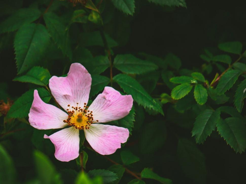 Free Stock Photo of Solitary pink wild rose against dark leaves ...