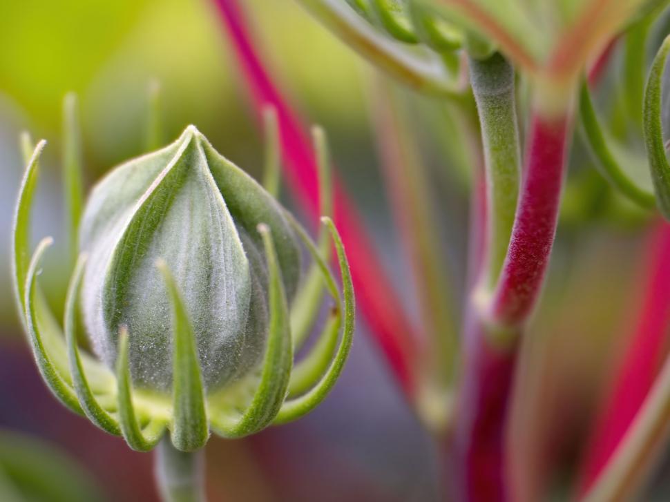 Free Stock Photo of Macro shot of budding flower | Download Free Images ...