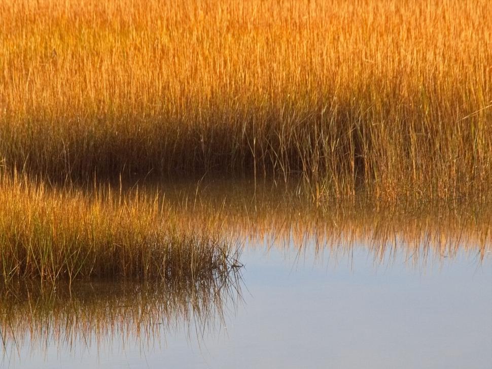 Free Stock Photo of Golden reed grasses reflected in water | Download ...