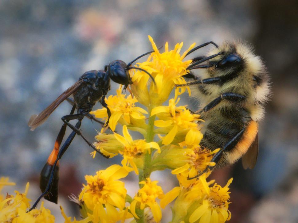 Free Stock Photo of Insect macro on yellow flowers close-up | Download ...