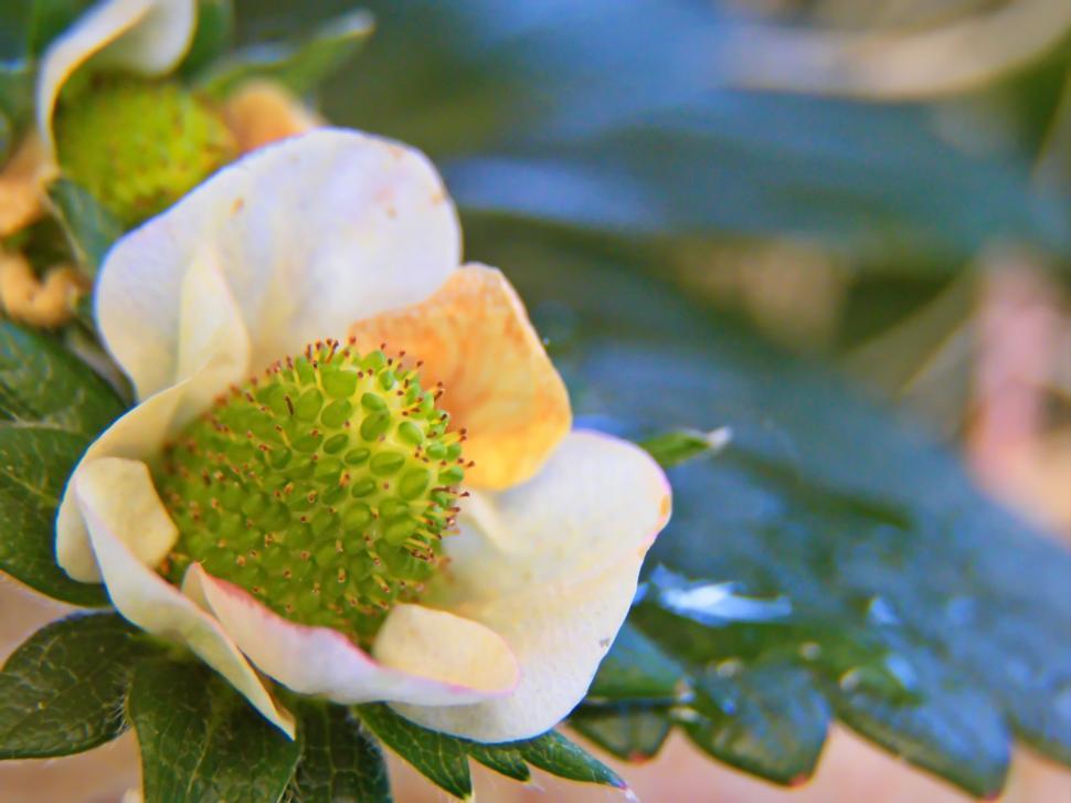 Free Stock Photo of Flowering Plant with Unopened Bloom | Download Free ...