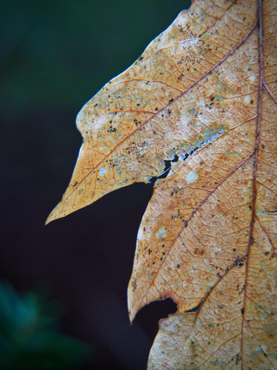 Free Stock Photo of Detailed close-up of a dried leaf s texture ...