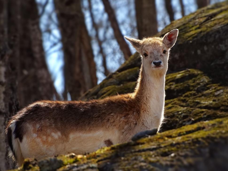 Free Stock Photo of Gentle Fawn in a Serene Forest Scene | Download ...