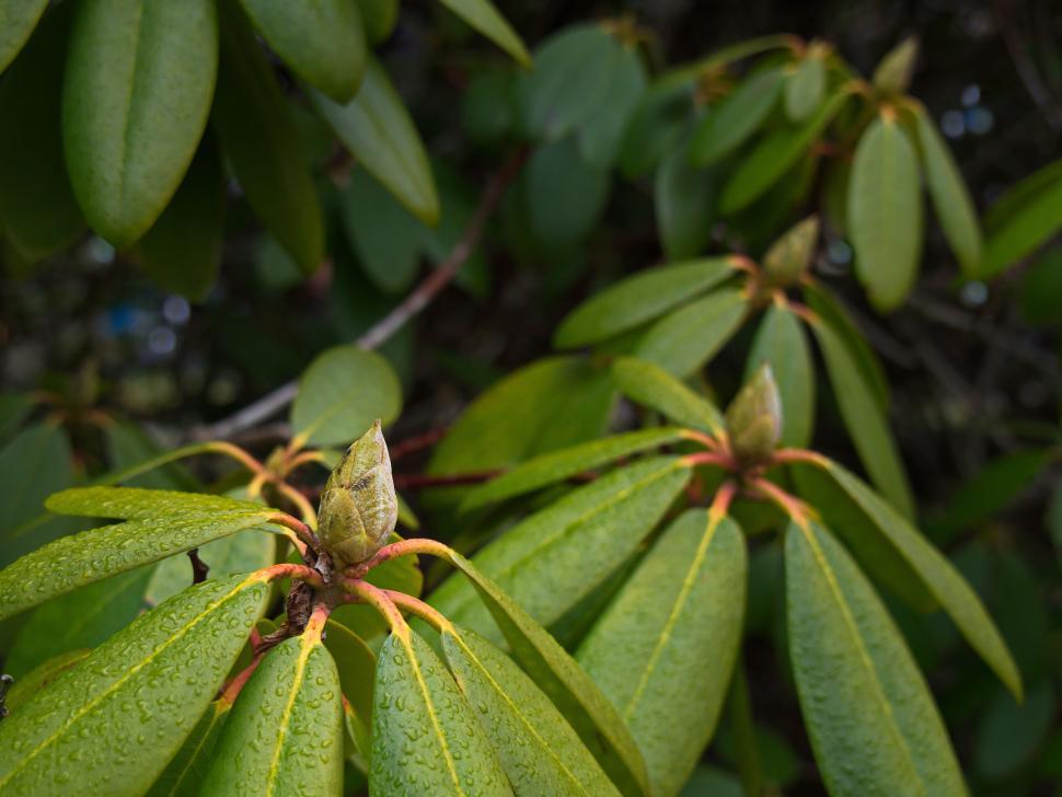 Free Stock Photo of Vibrant green leaves with budding flower | Download ...