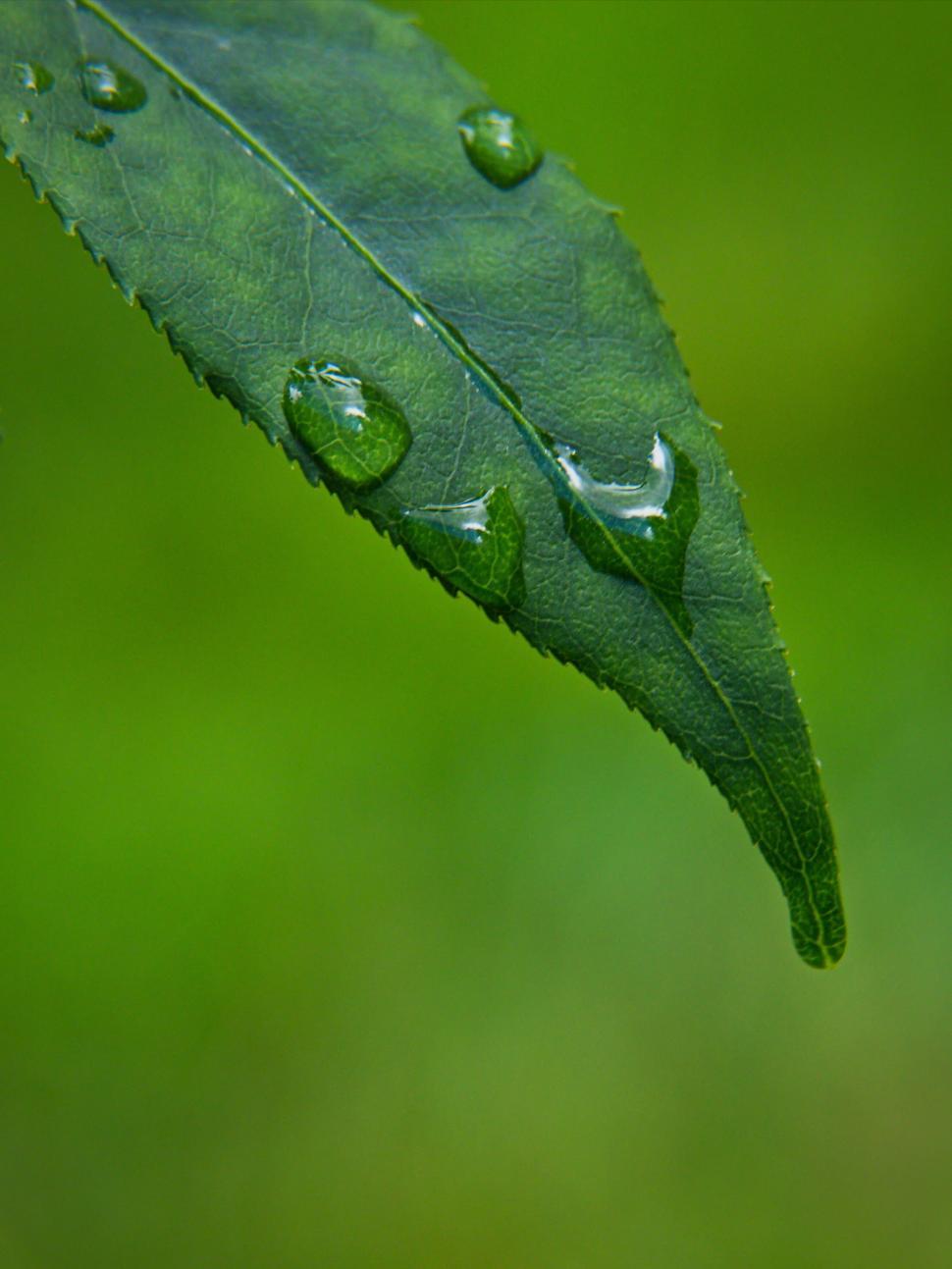 Water Drop On Leaf 999+ Water Droplets On Leaf Pictures | Download