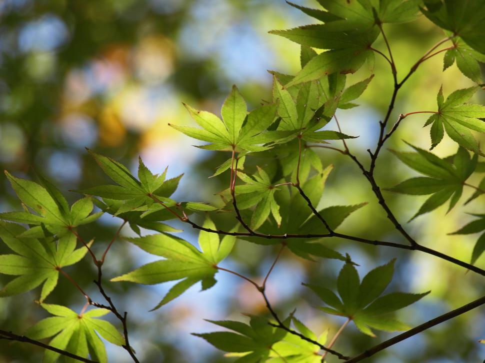 Free Stock Photo of Green maple leaves backlit by sunlight | Download ...
