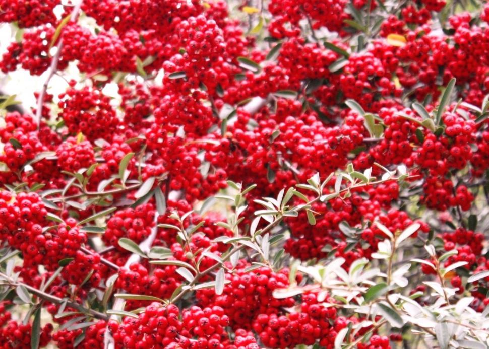 Free Stock Photo of Cluster of Red Berries on a Bush | Download Free ...