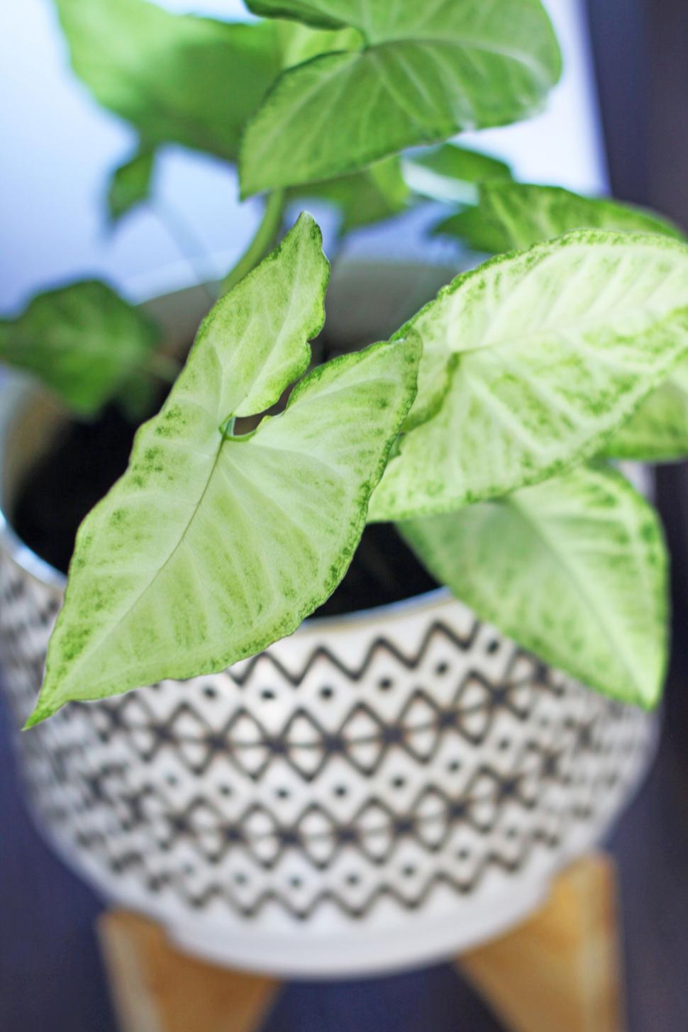 Free Stock Photo of Decorative indoor plant in a patterned pot ...