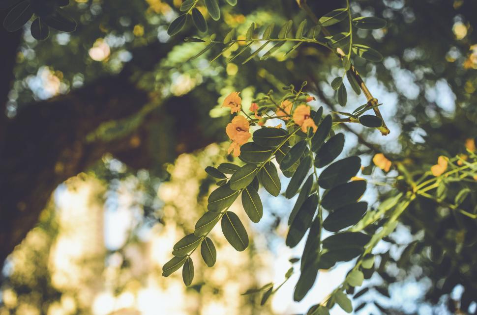 Free Stock Photo of Flowering plant in sunlight | Download Free Images ...