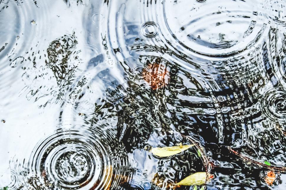 Free Stock Photo of Raindrops creating ripples in a puddle with leaves ...