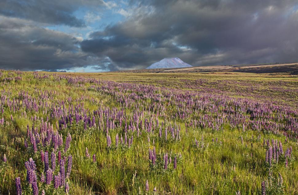 Free Stock Photo of Lush meadow with purple flowers and mountain ...