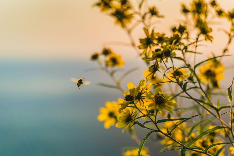 Free Stock Photo of Bee flying near yellow wildflowers | Download Free ...