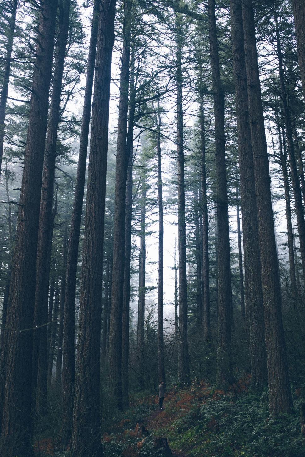 Free Stock Photo of Misty forest with tall dense trees | Download Free ...