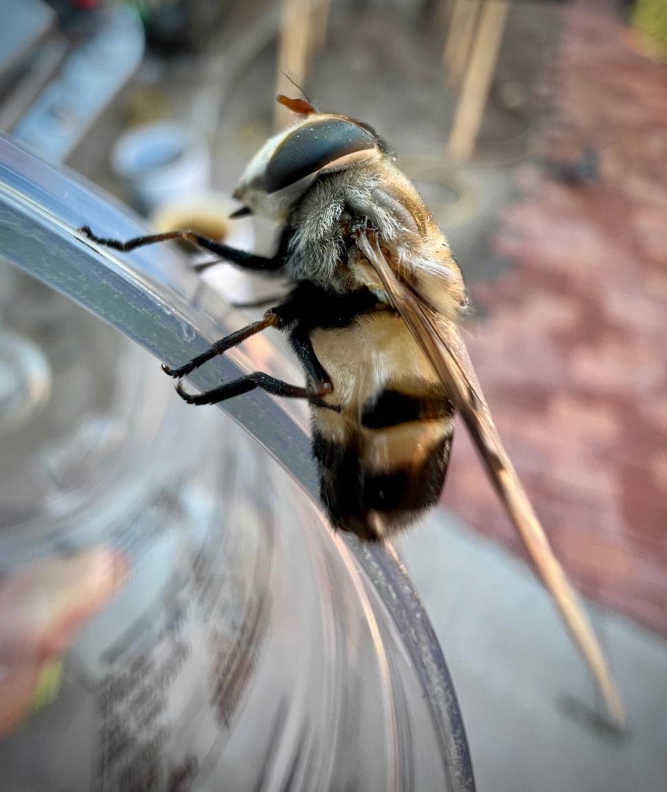 Free Stock Photo of Hover fly that looks like a bee macro | Download ...