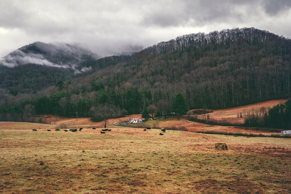 Free Stock Photo of Rural landscape with forest and grazing cattle ...