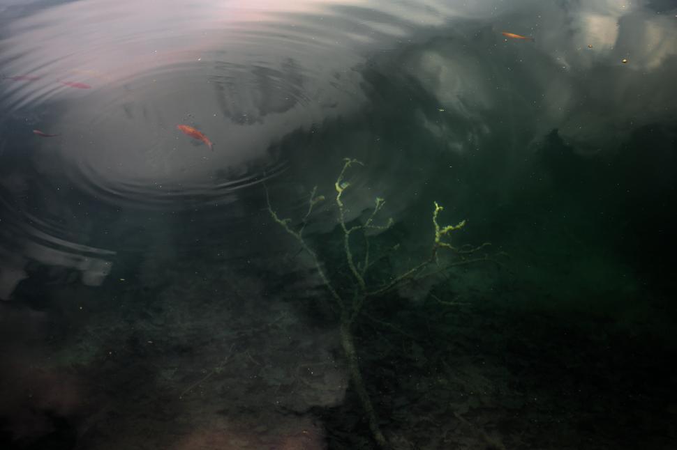 Free Stock Photo of A fish swimming in water | Download Free Images and ...